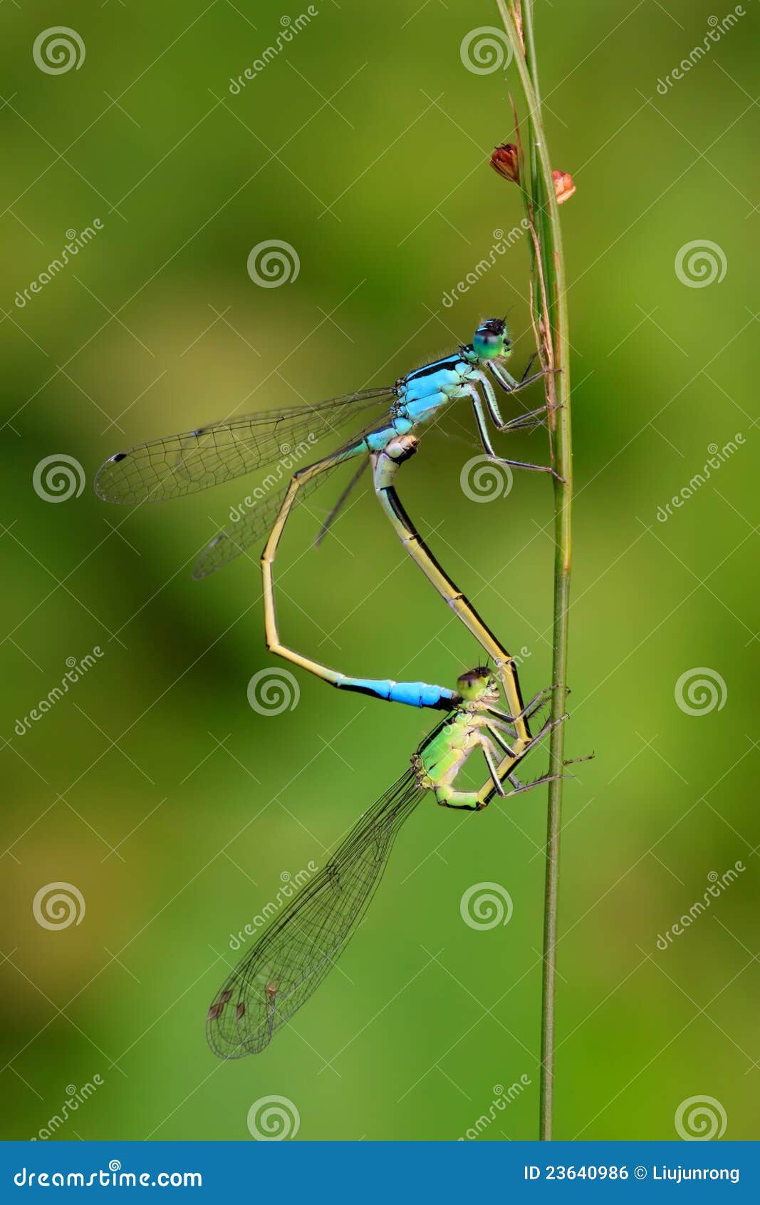 Two Mating Damselflies On A Leaf Royalty-Free Stock Photography ...