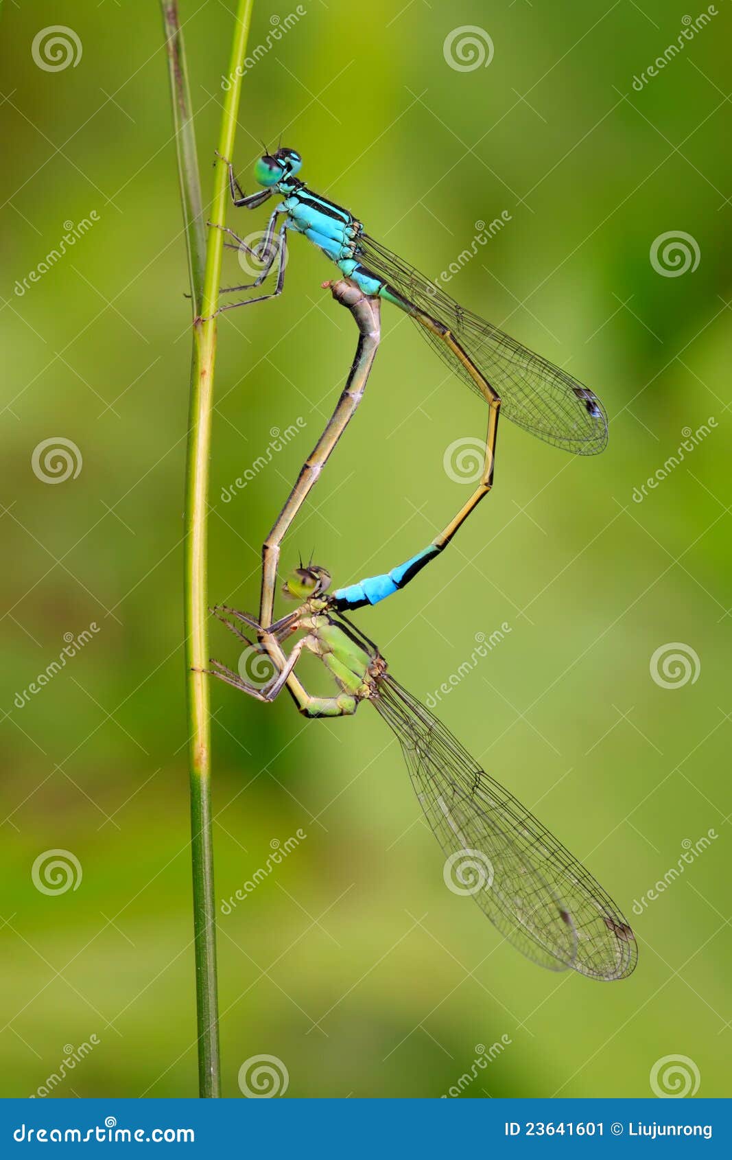 Two Mating Damselflies Stock Photography | CartoonDealer.com #23640986