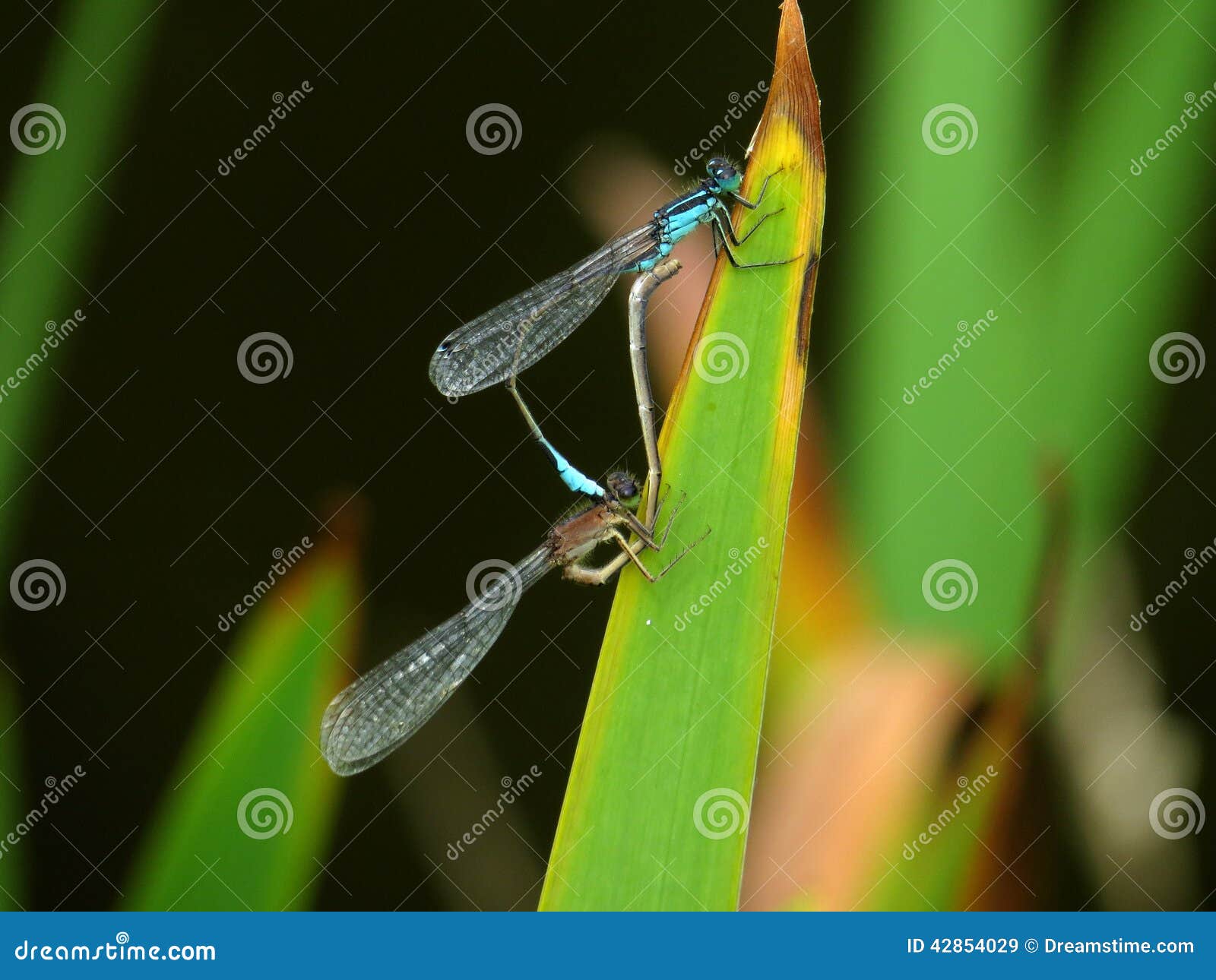Two Mating Damselflies Stock Photography | CartoonDealer.com #23640986