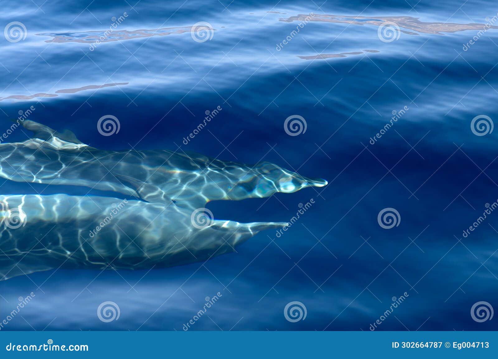 Two Mating Dolphins Under Water Stock Image - Image of coral, dolphins ...