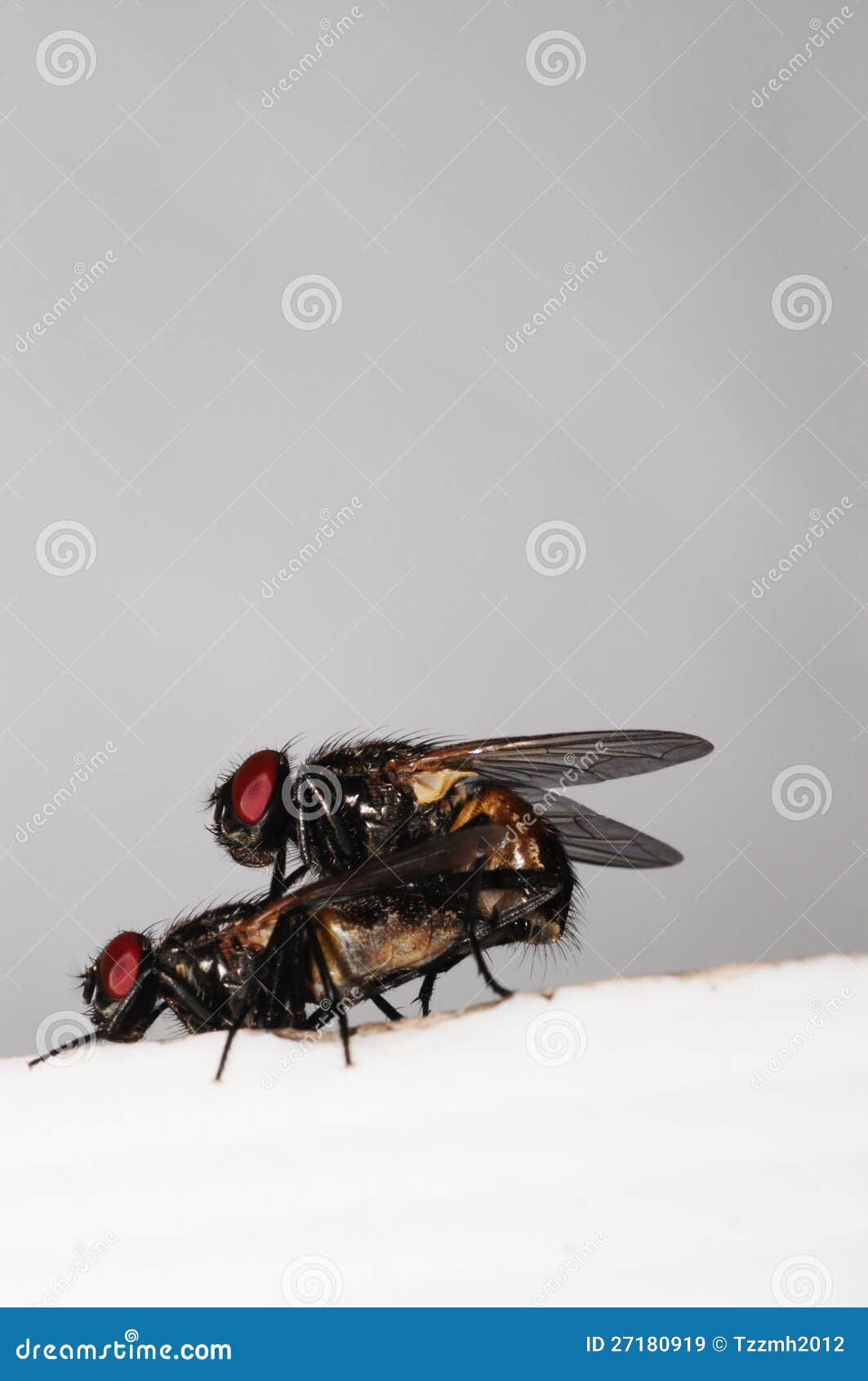 Two mating flies stock image. Image of plant, green, close - 27180919
