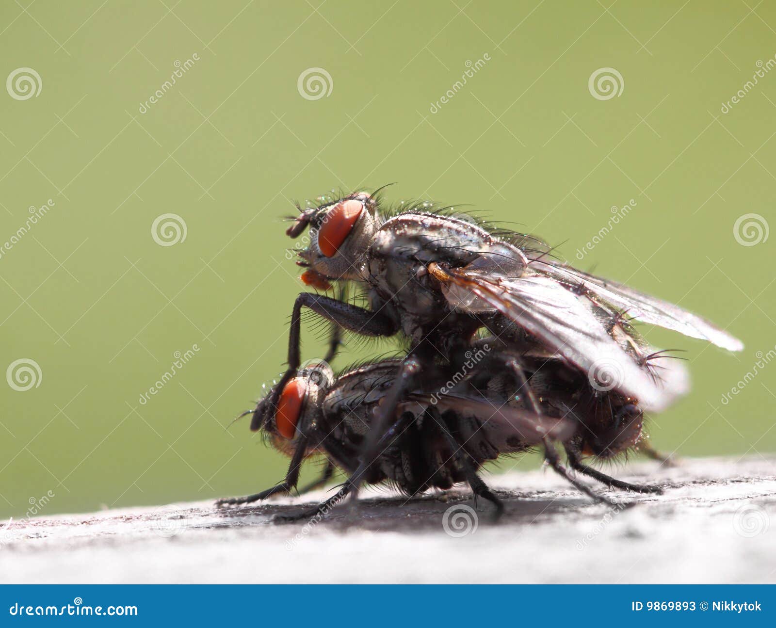 Mating Flies, Fly. Biologist, Exotic Vet Watching Insects. Wildlife ...