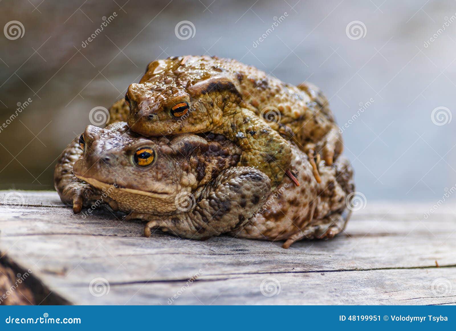 Two mating frogs. stock image. Image of conjugation, family - 48199951