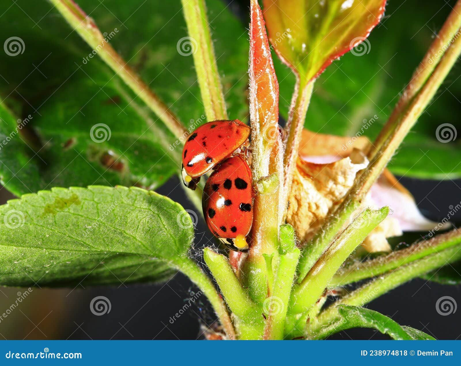 Two mating ladybug stock photo. Image of pest, wildlife - 238974818