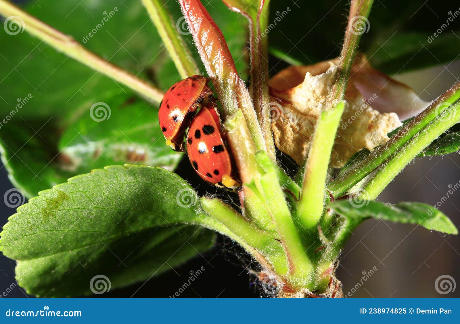 Two mating ladybug stock image. Image of green, closeup - 238974825