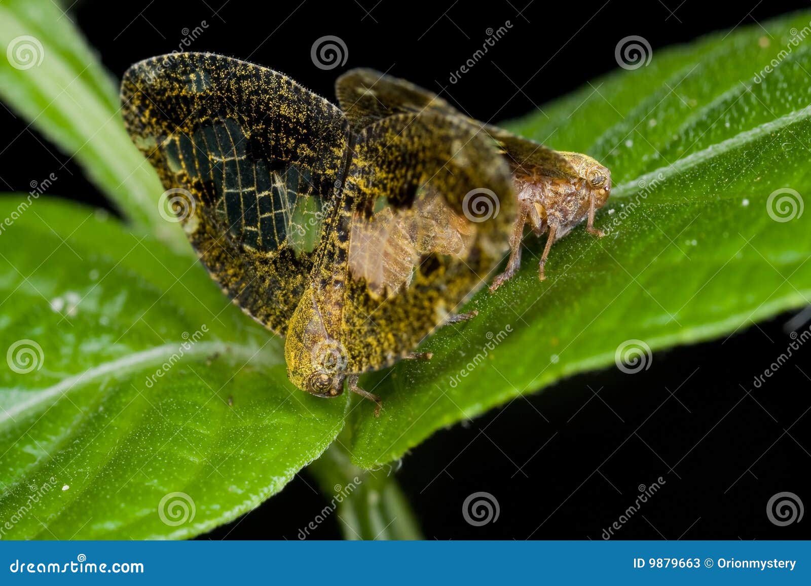 Two mating planthoppers stock image. Image of nature, black - 9879663