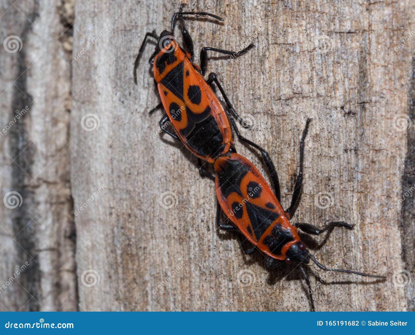 Two firebugs on wood stock photo. Image of biology, detail - 165191682