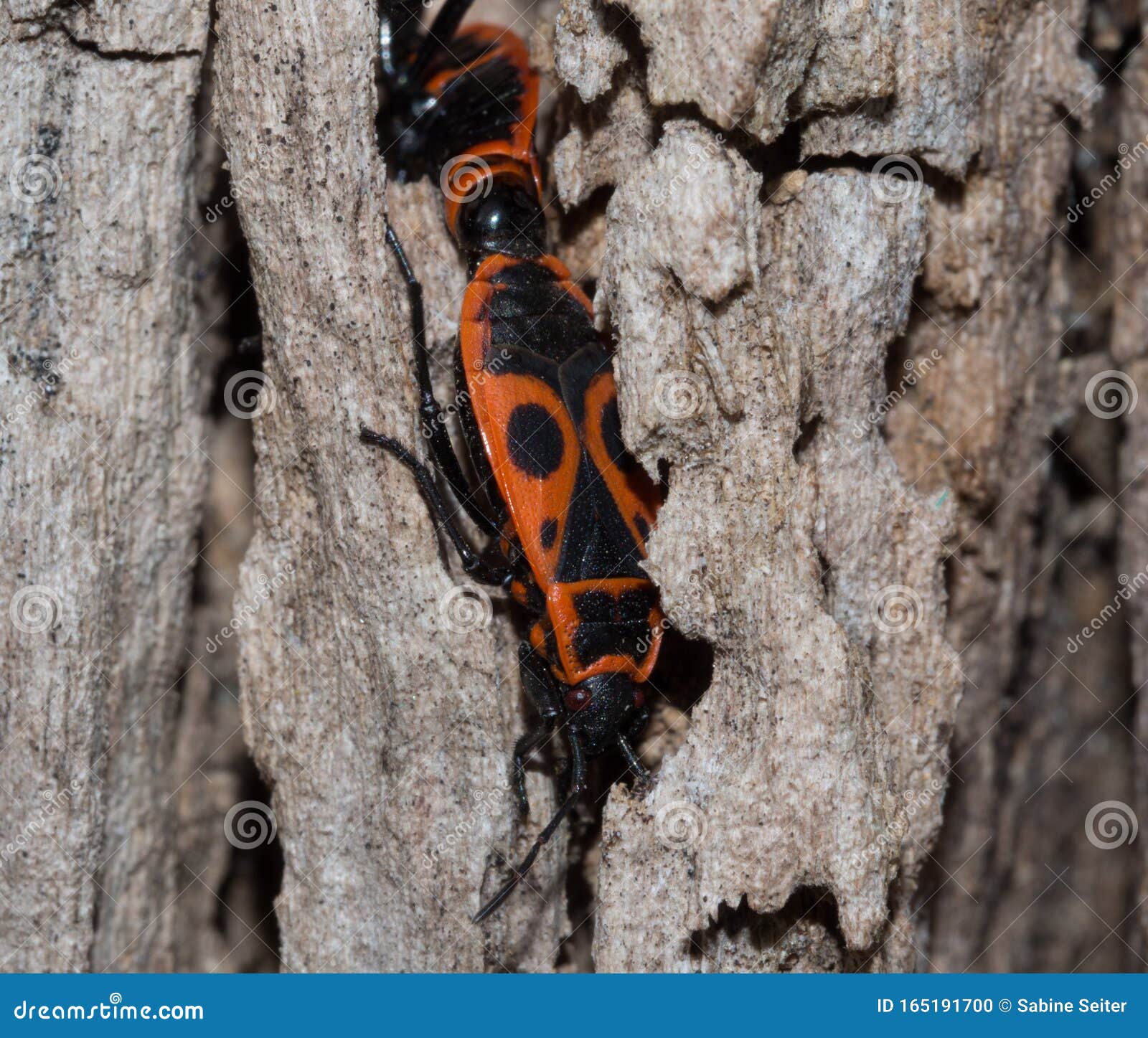 Two firebugs on wood stock photo. Image of black, material - 165191700