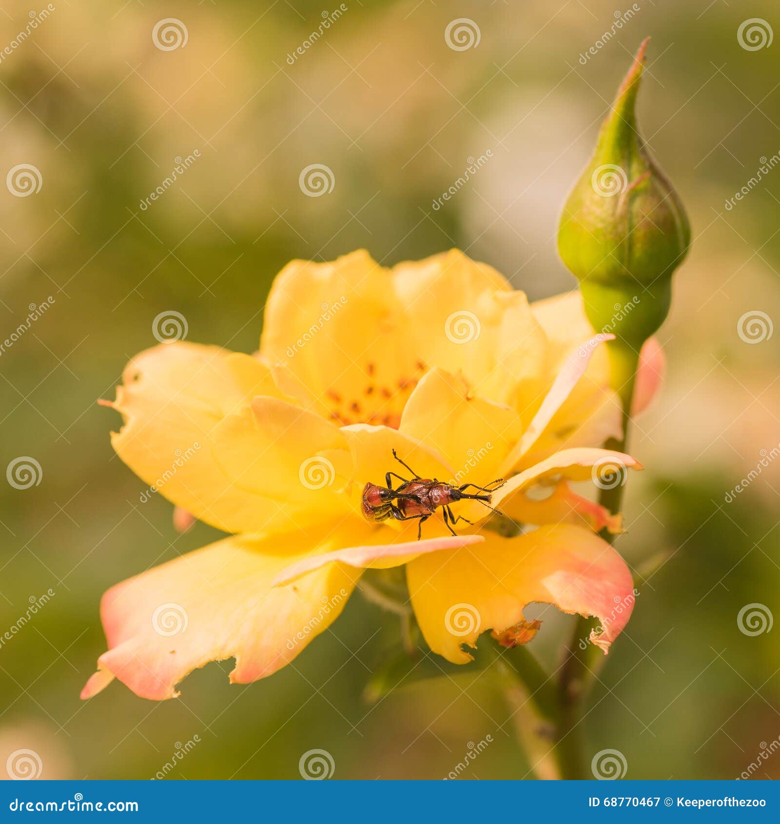 Two Mating Rose Curculio Weevils Stock Image - Image of arthropoda ...