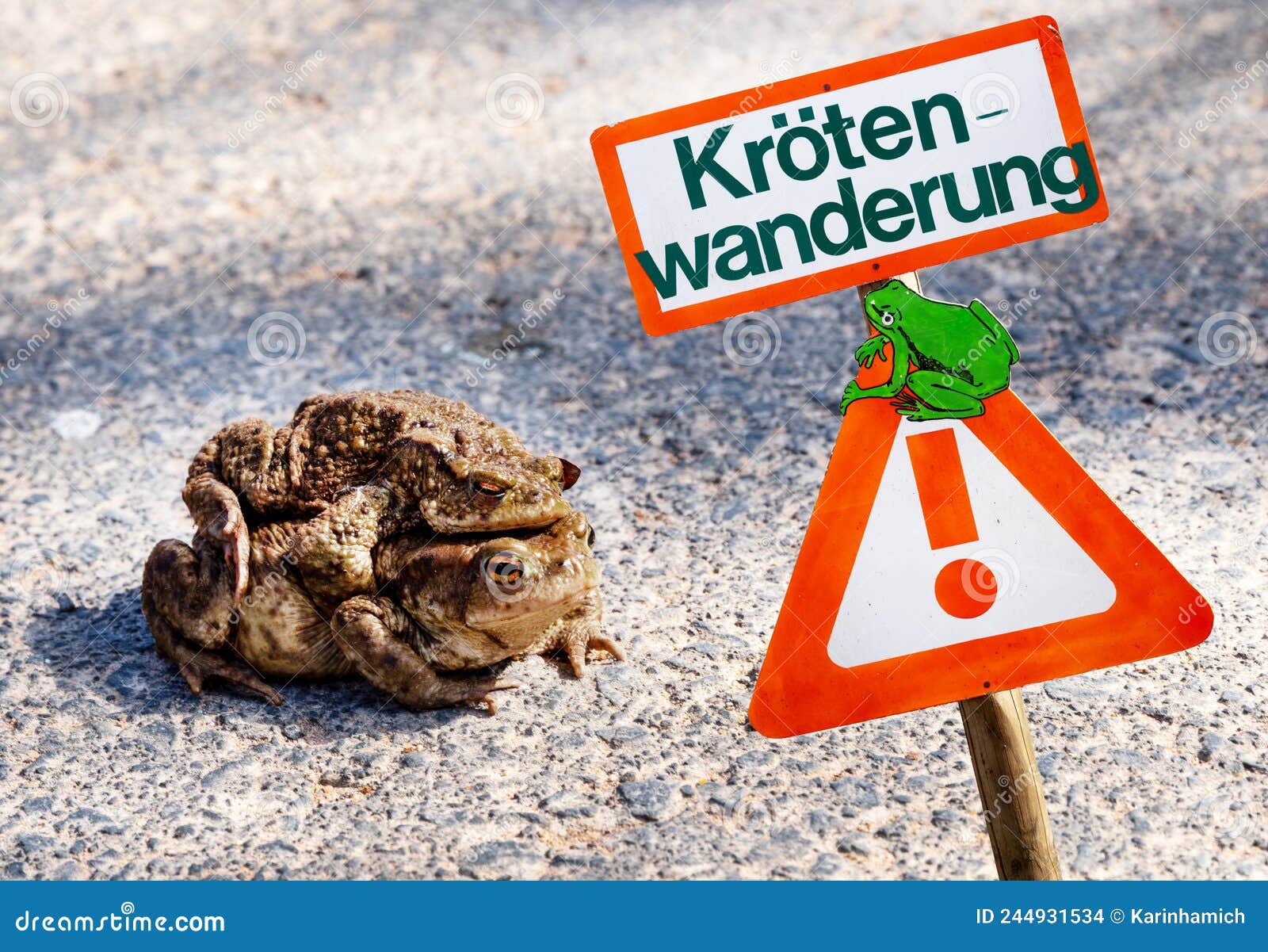 Two Mating Toads in Spring. Stock Photo - Image of spring, symbol ...