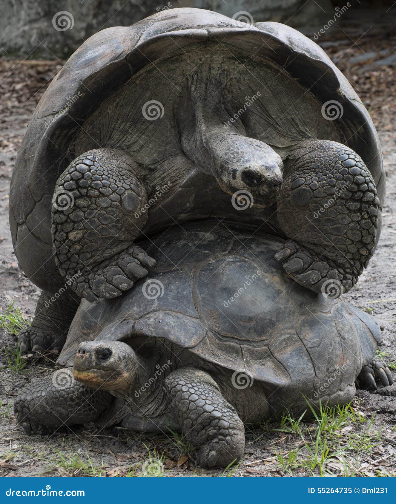 Two Mating Tortoises stock image. Image of tortoises - 55264735