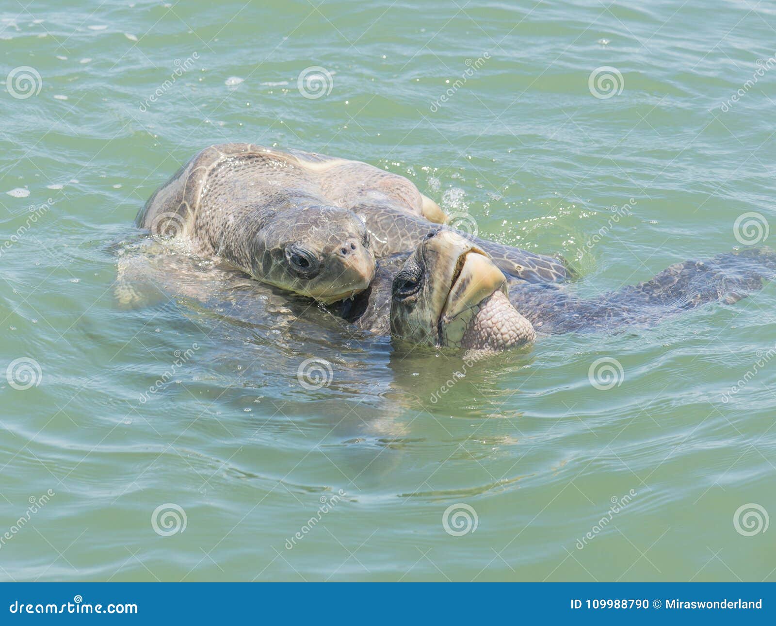 Two Mating Turtles Swimming in the Ocean Stock Photo - Image of ocean ...