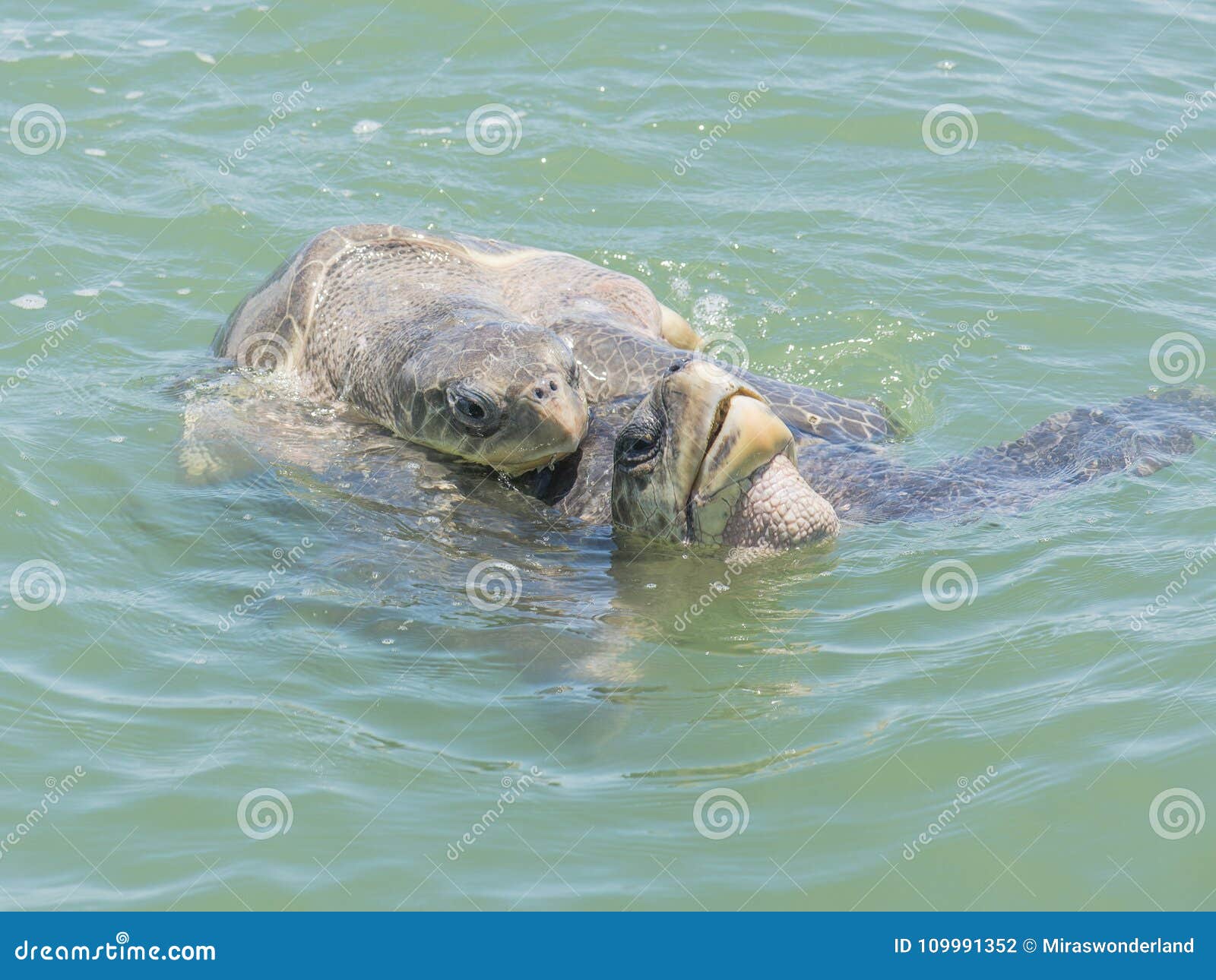 Two Mating Turtles Swimming in the Ocean Stock Photo - Image of mating ...