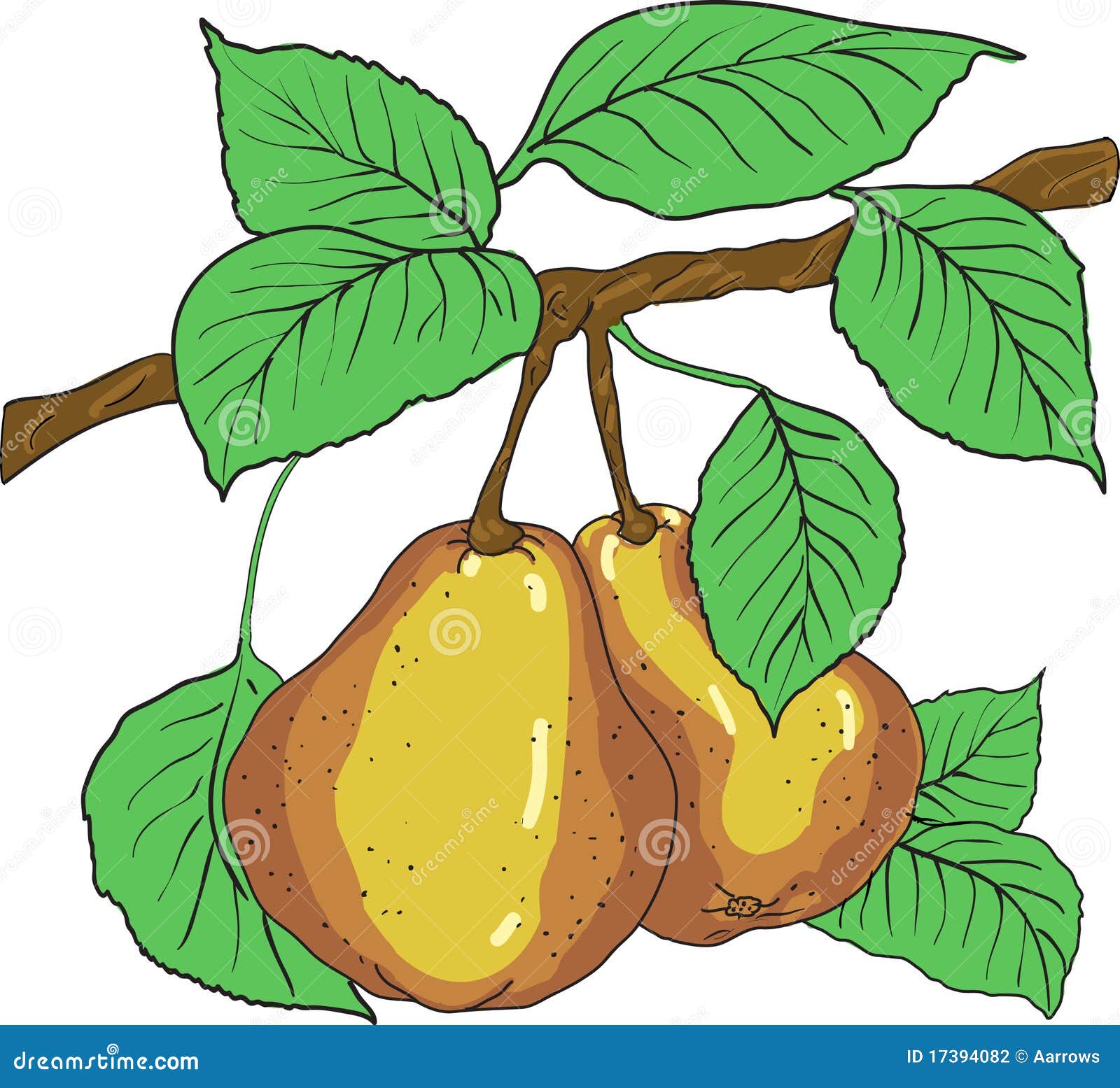 Two Mature Yellow Pears Cartoon Vector | CartoonDealer.com #18063211
