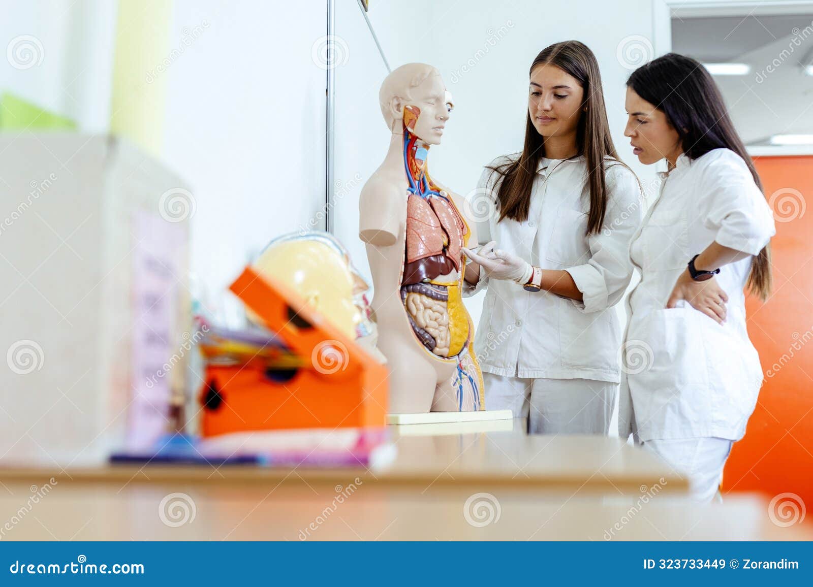 Two Medical Students in White Lab Coats Study Human Anatomy Using a ...