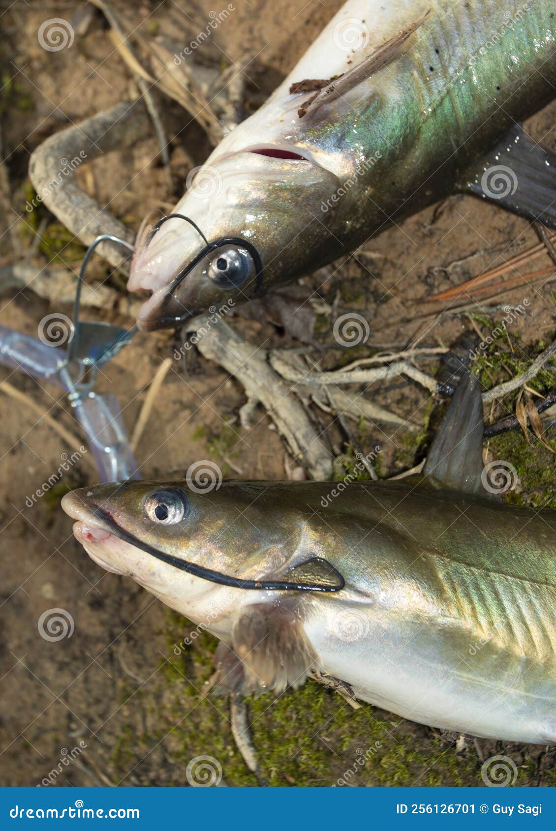 Two Medium Sized Catfish on a Stringer Stock Image - Image of angling ...