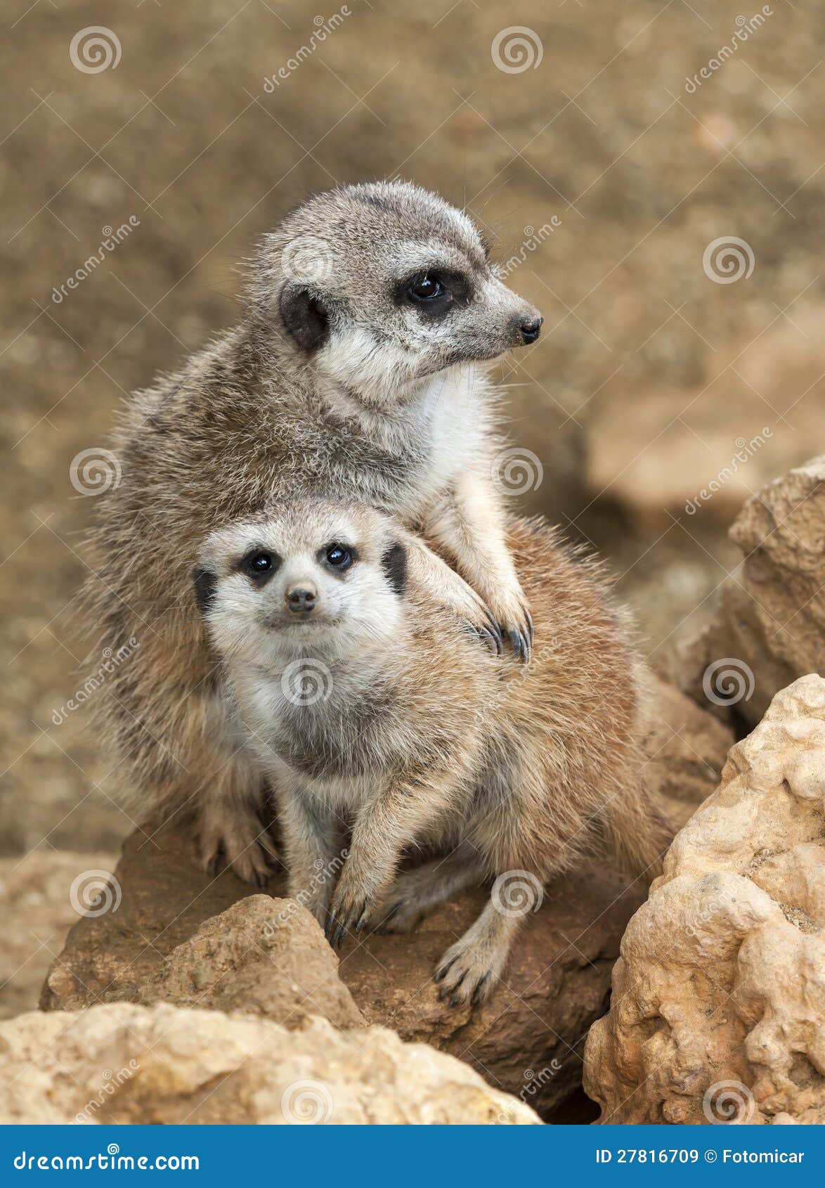 Two Meerkat stock image. Image of beige, critter, close - 27816709