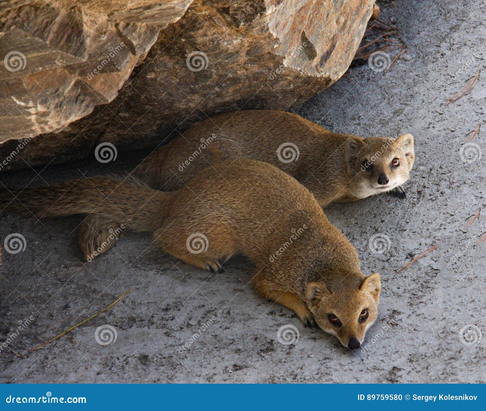 Two Meerkat Resting Under a Rock Stock Photo - Image of mongoose ...