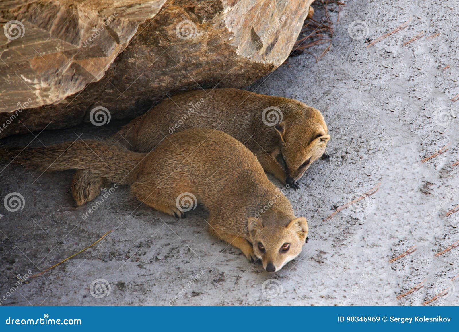 Two Meerkat Resting Under a Rock Stock Image - Image of creature ...