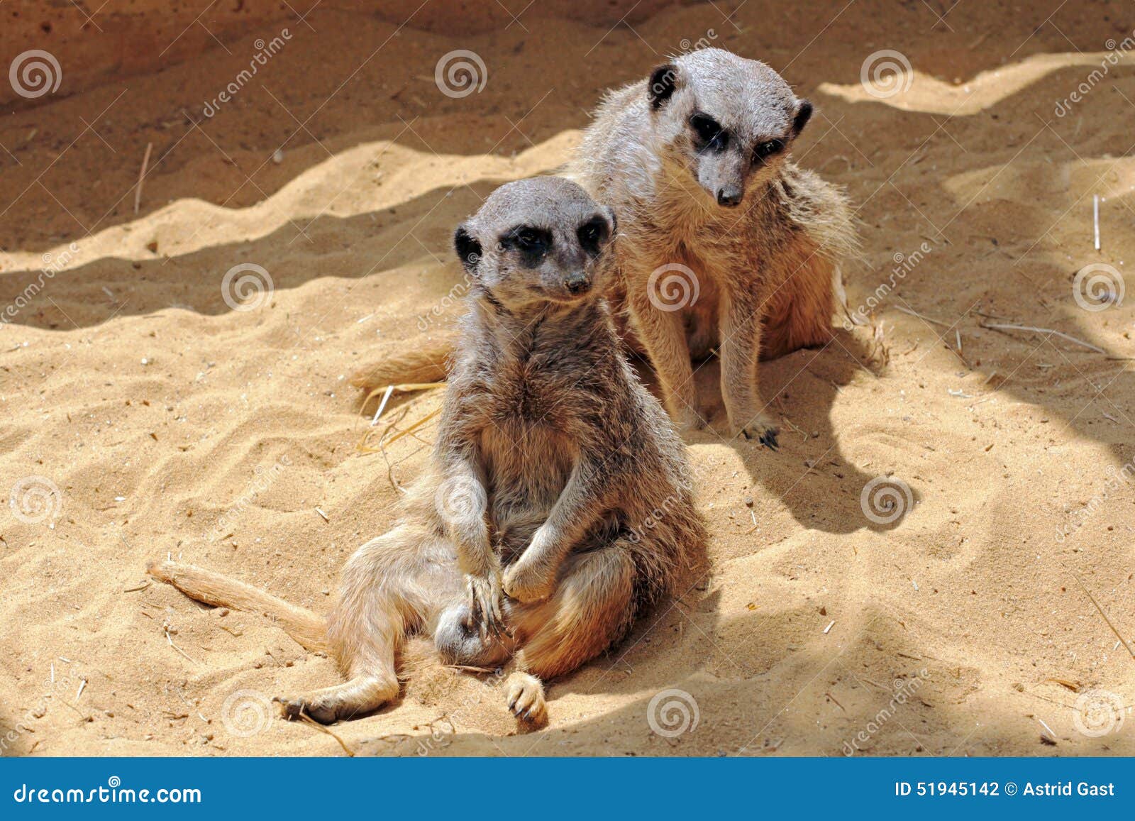 Two Meerkat stock photo. Image of summer, jovial, lounging - 51945142