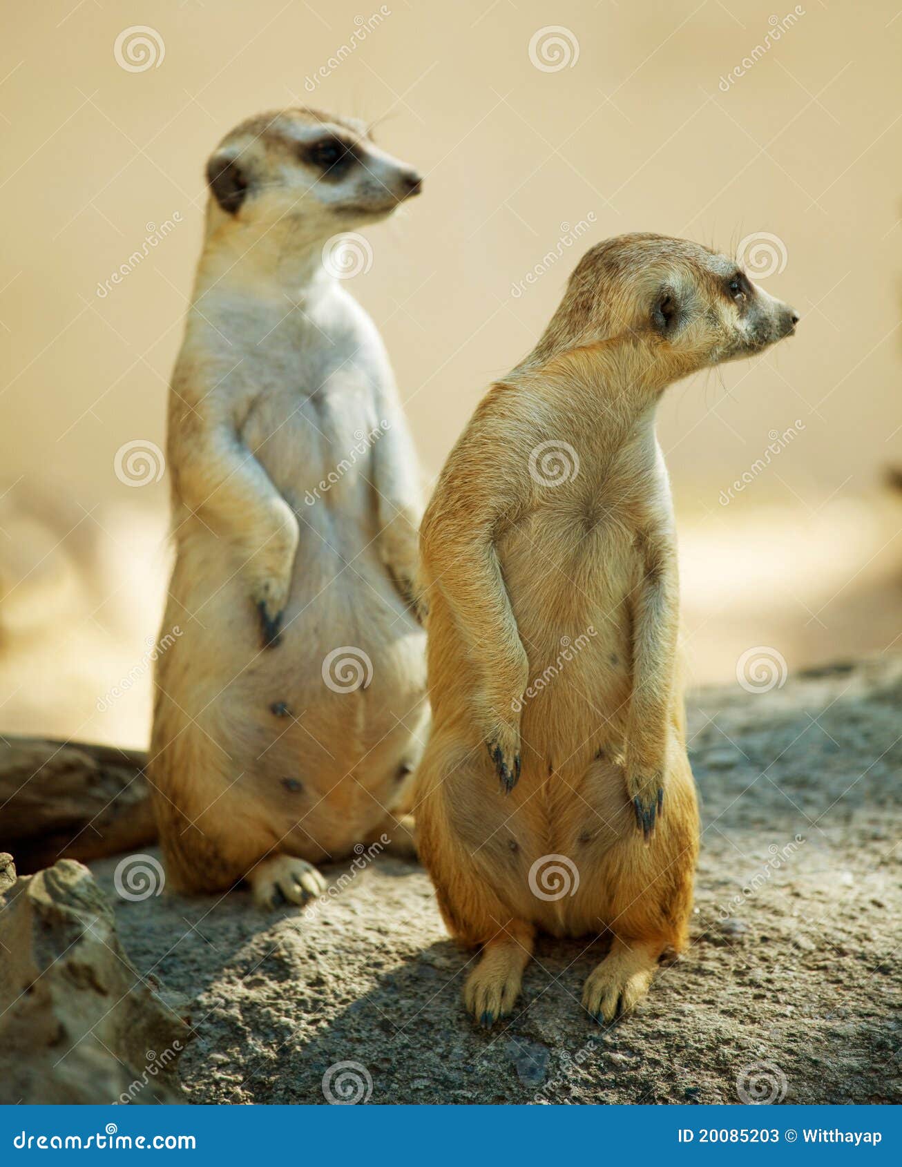 Two Meerkat standing stock image. Image of black, ecology - 20085203