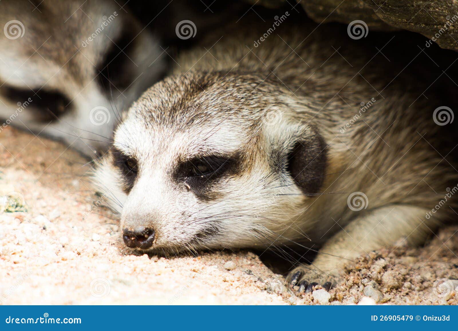Two meerkat or suricate stock image. Image of predators - 26905479