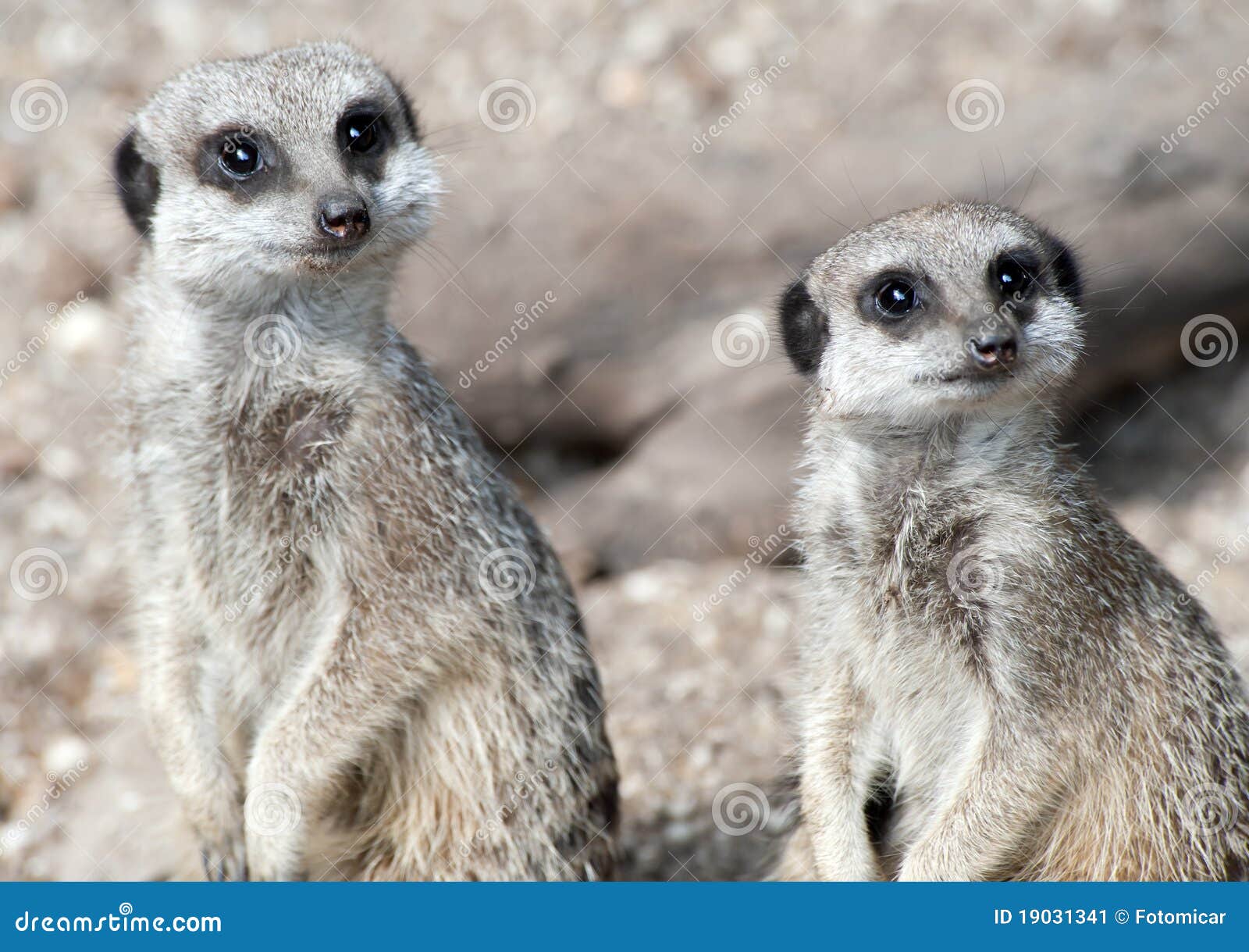 Two Meerkats stock image. Image of cute, meerkats, duty - 19031341