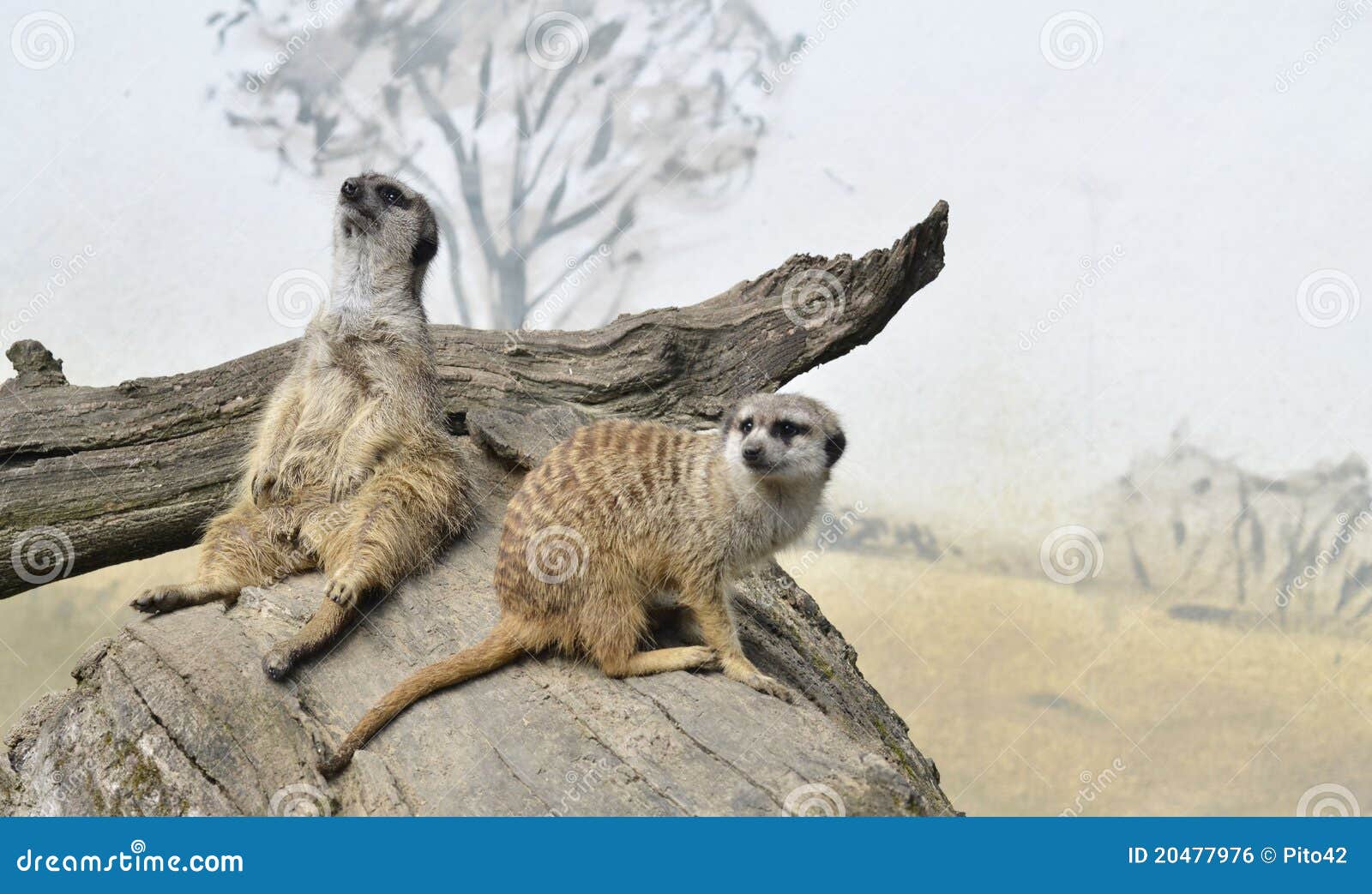 Two meerkats stock photo. Image of stand, mammal, watching - 20477976