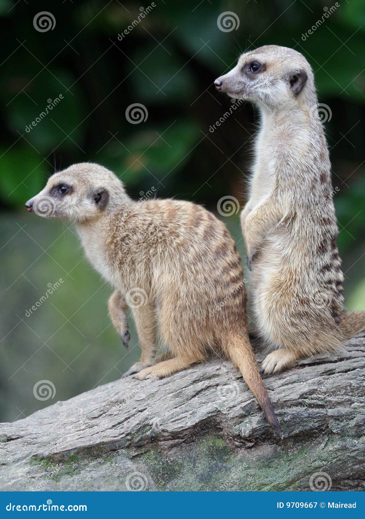 Two Meerkats stock image. Image of side, mammals, outdoors - 9709667