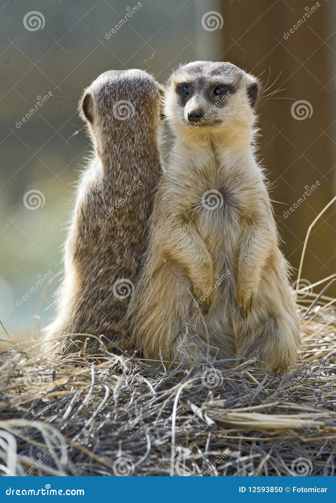 Two Meerkats Back to Back stock photo. Image of cheeky - 12593850