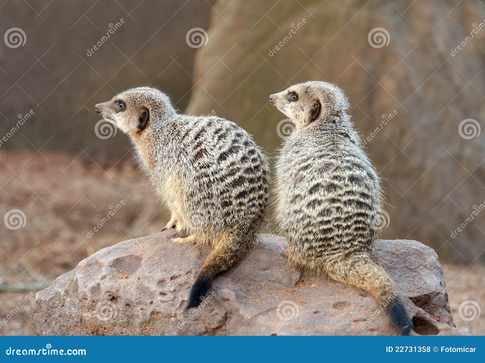 Two Meerkats on Guard duty stock photo. Image of meerkat - 22731358