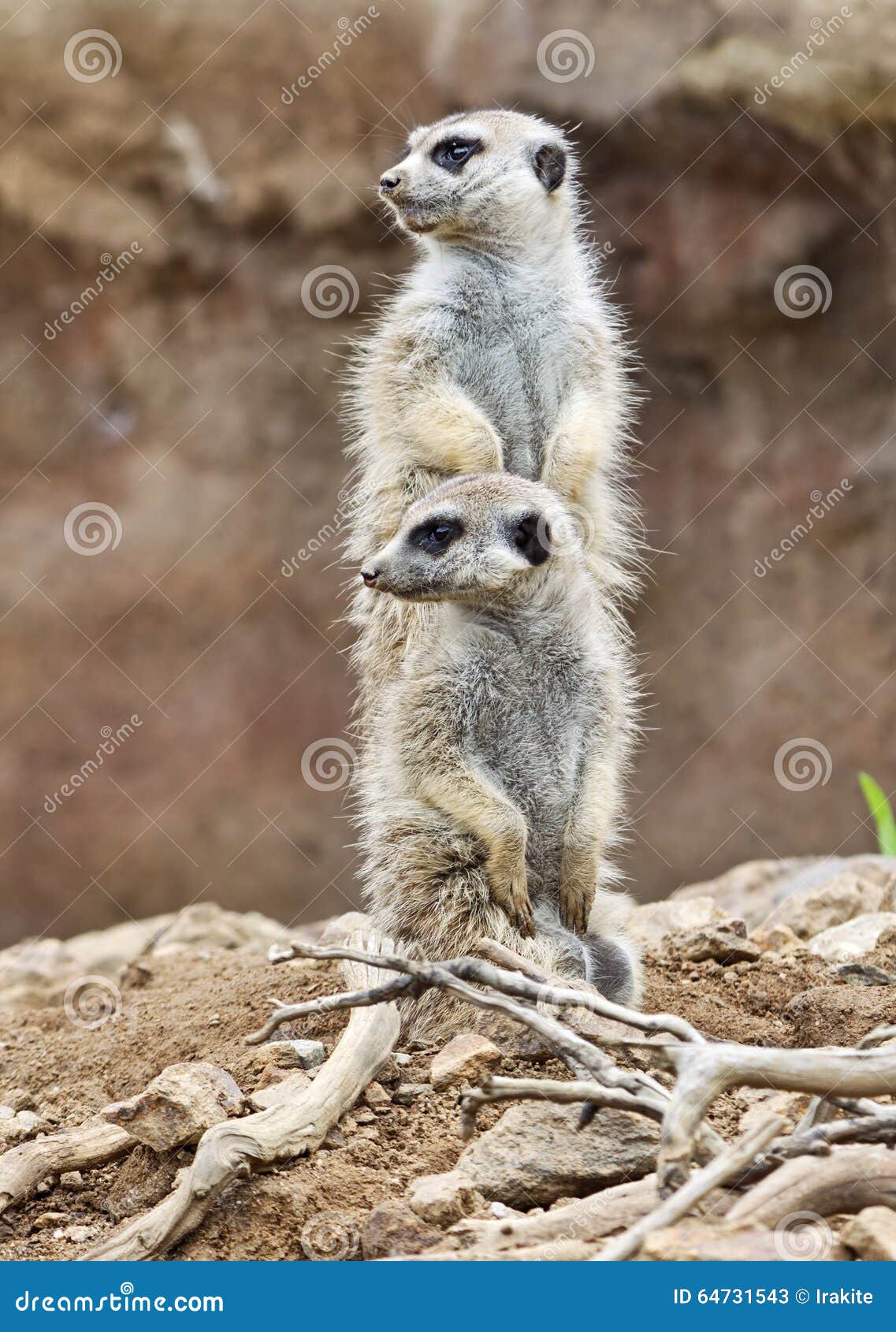 Two meerkats stock image. Image of sand, vertical, group - 64731543