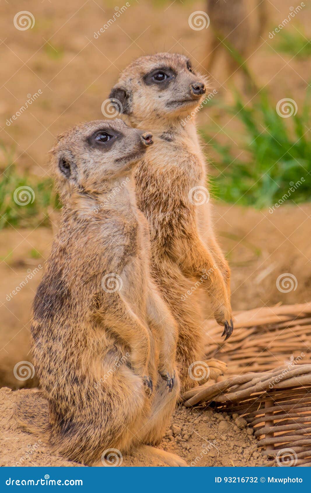 Two Meerkats or Suricats Standing on Sand Stock Photo - Image of mouth ...