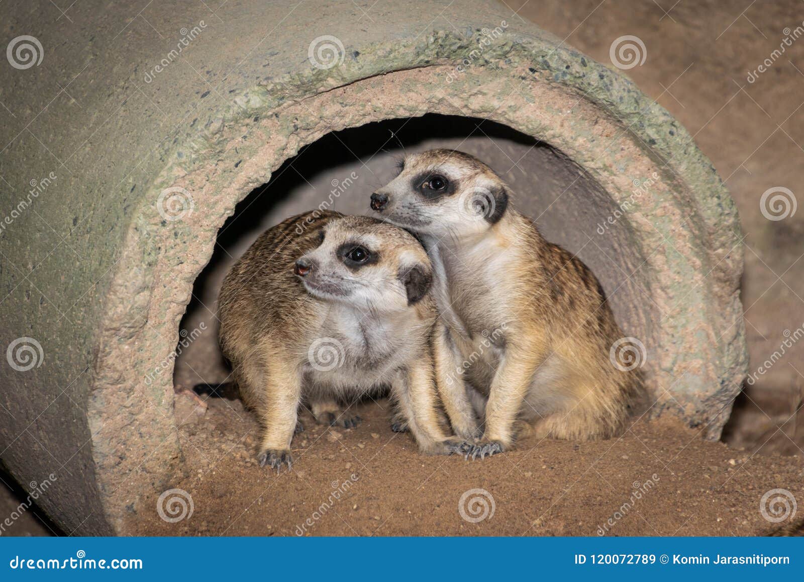 Two Meerkats. stock image. Image of brown, closeup, australia - 120072789