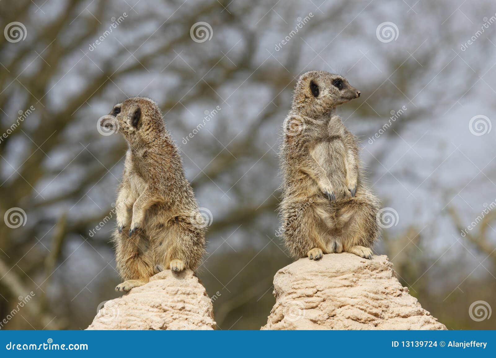 Two Meerkats on two rocks stock photo. Image of meetkat - 13139724
