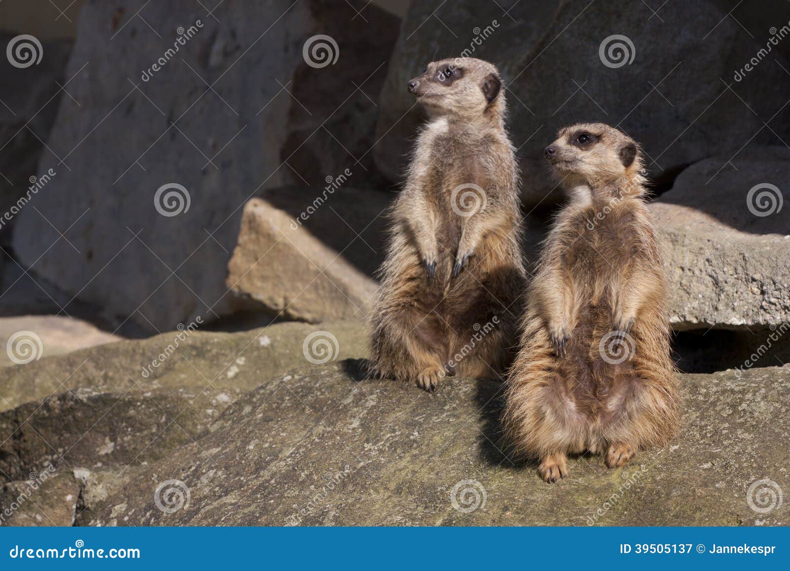 Two meerkats stock image. Image of meerkat, mongoose - 39505137
