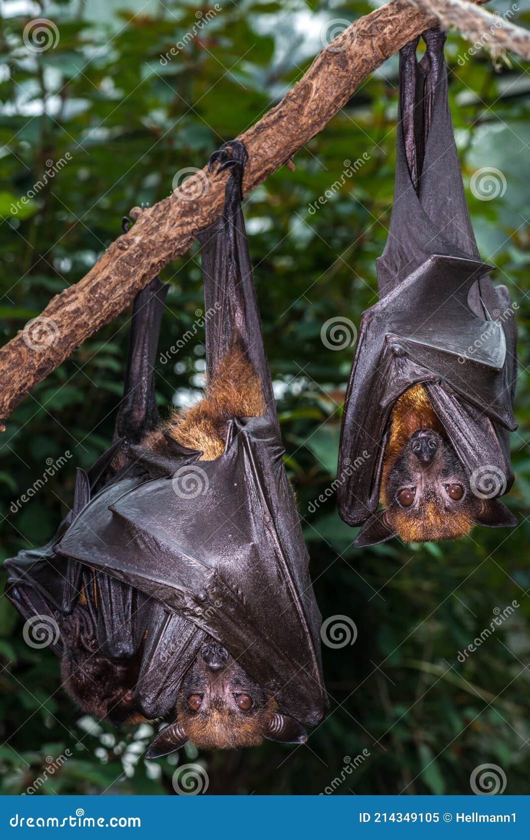 Two Mega or Fruit Bats stock image. Image of animal - 214349105
