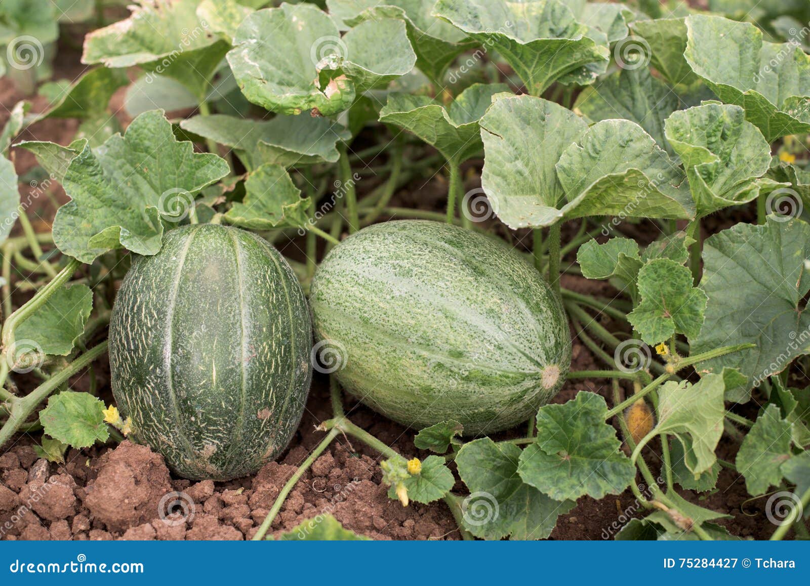 Two melons stock image. Image of horizontal, healthy - 75284427