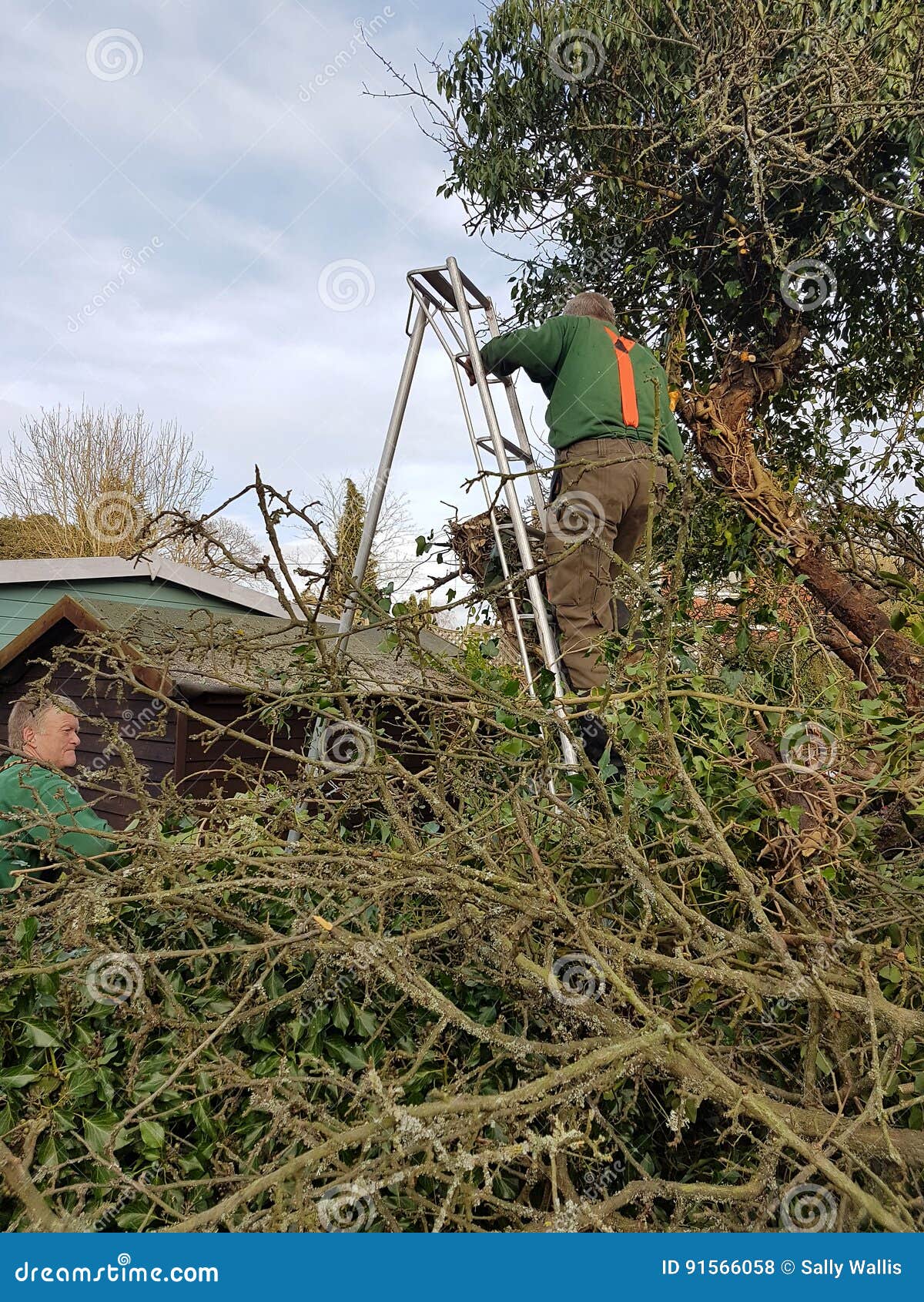 Two Men Clearing an Ivy Infested Tree Stock Photo - Image of infested ...