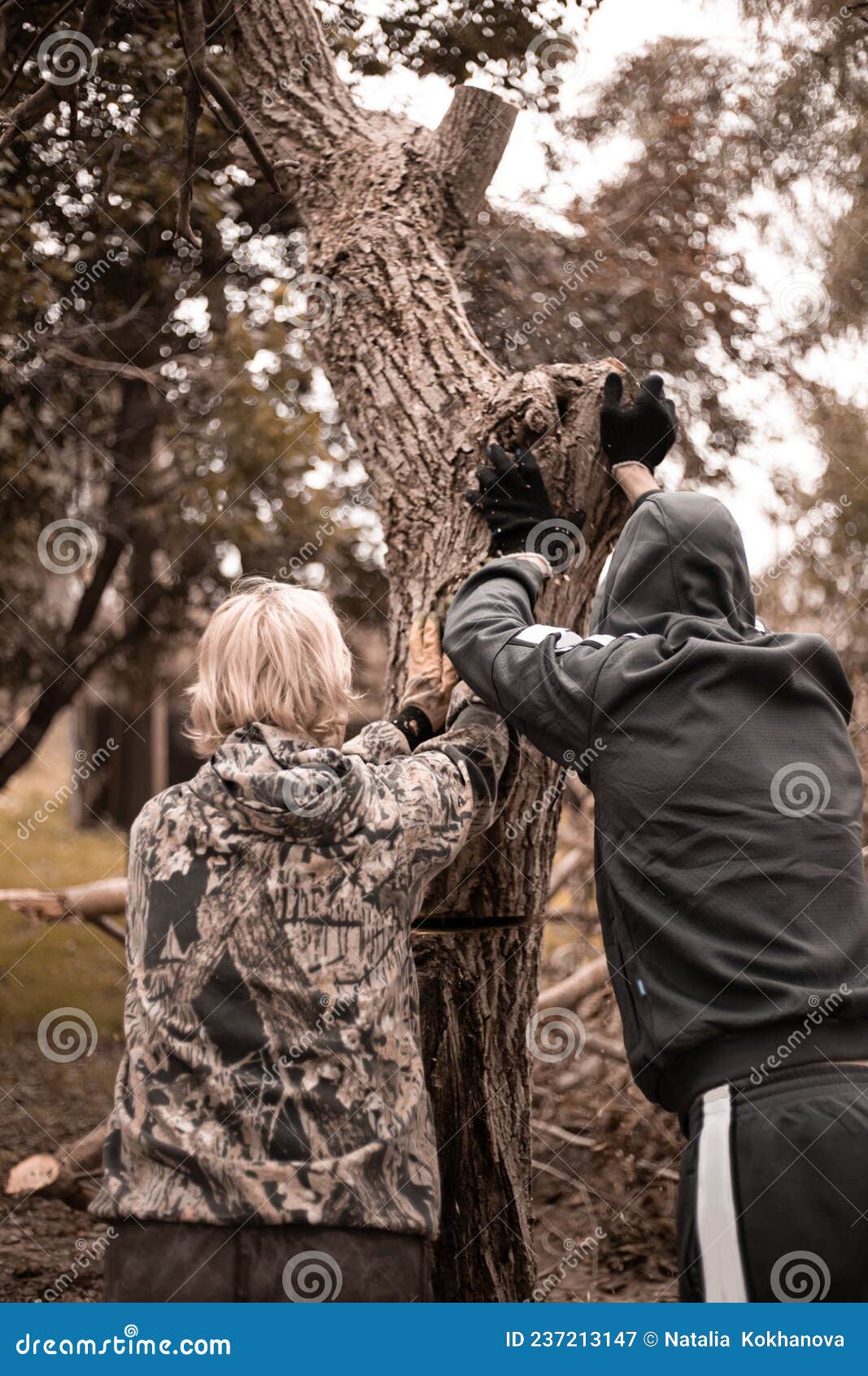 Two Men are Cutting Down a Tree. Clearing the Area from Old Trees Stock ...