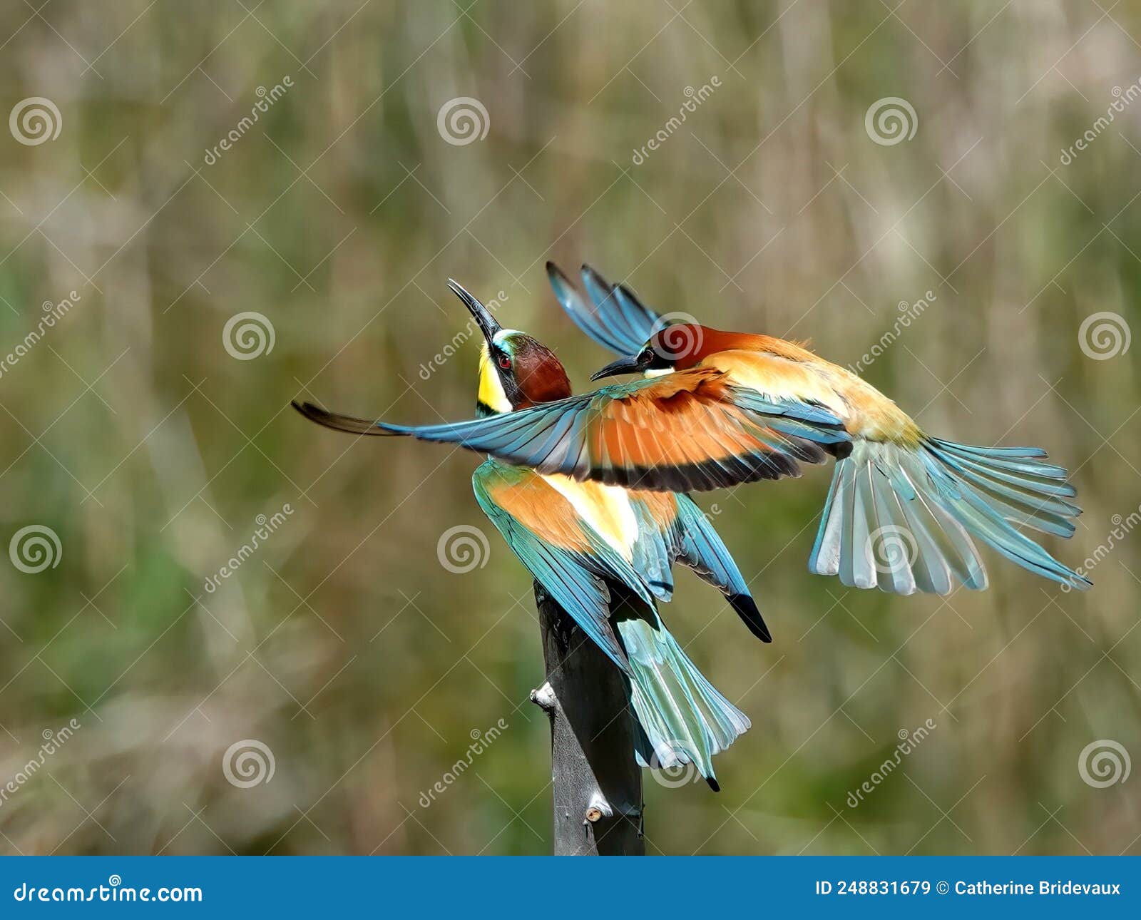 Two Merops apiaster stock image. Image of color, bird - 248831679