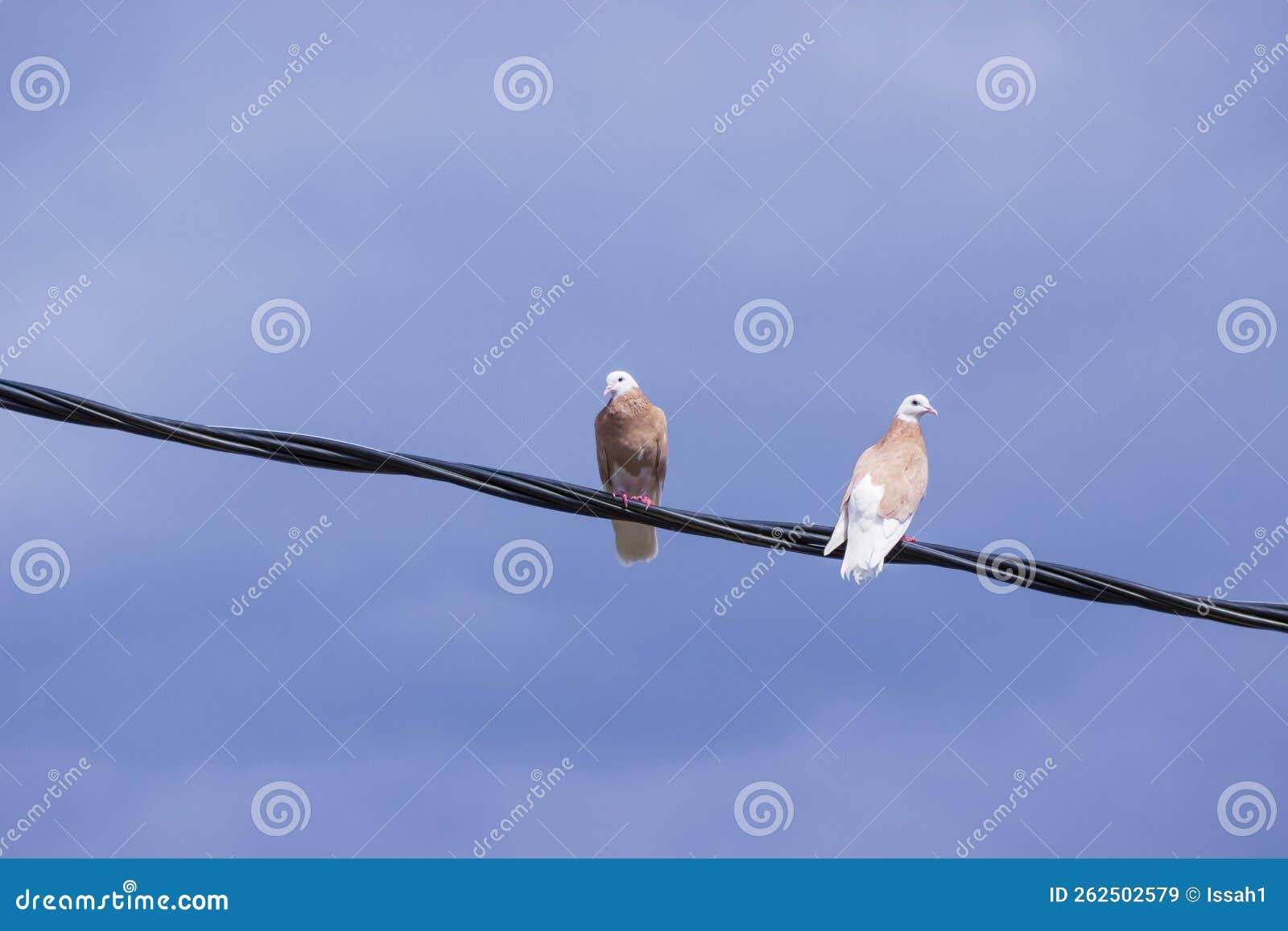 Two Messenger Pigeons Sit on a Wire Stock Image - Image of outdoor ...