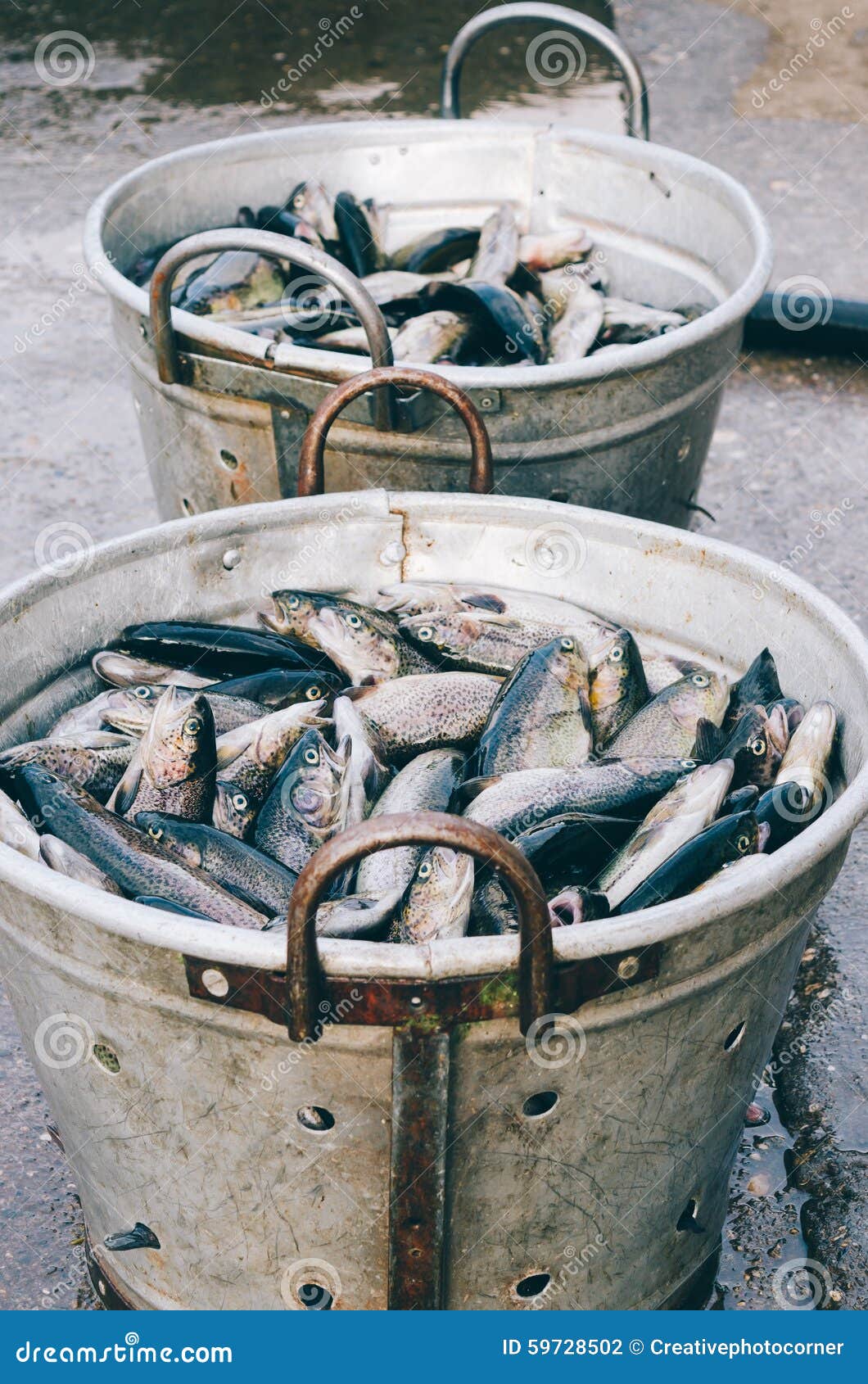 Two Metal Buckets Full with Fish. Stock Photo - Image of eating, bucket ...