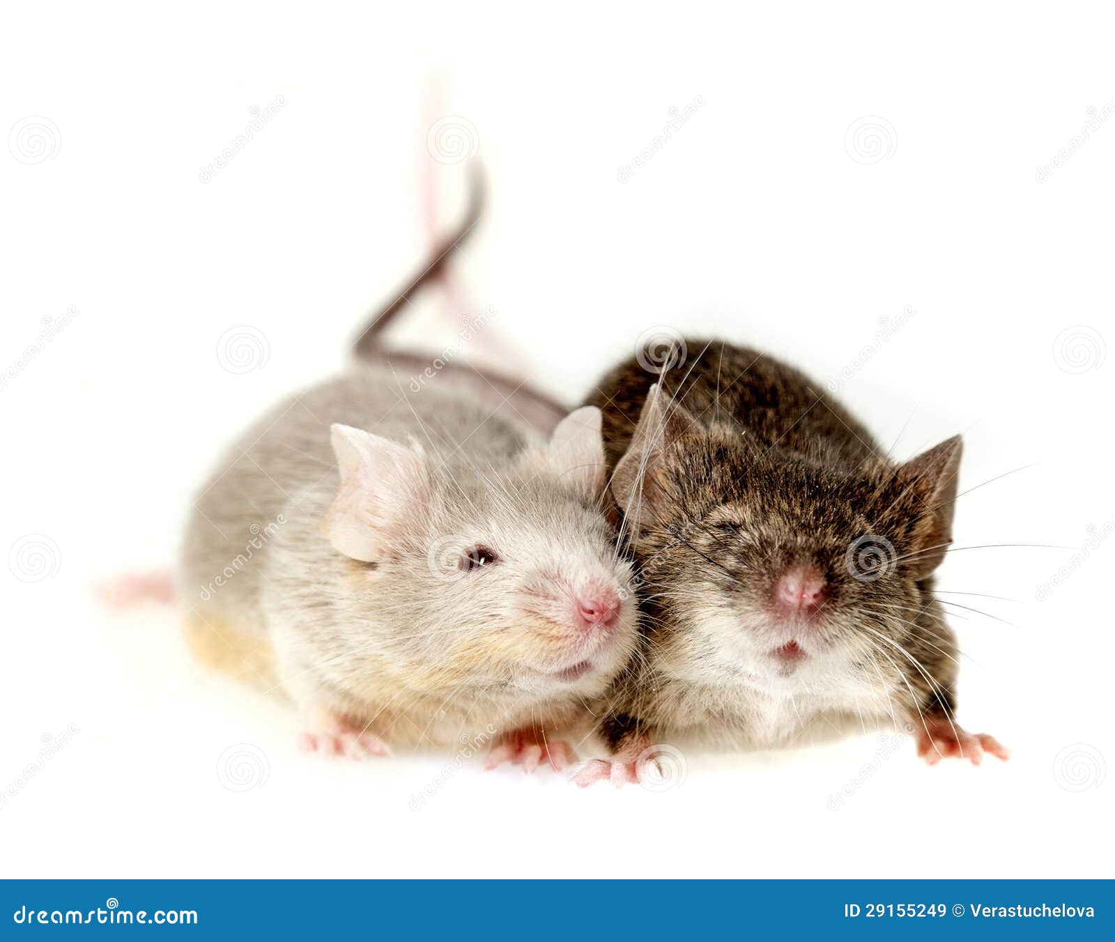 Two mice stock image. Image of isolation, macro, portrait - 29155249