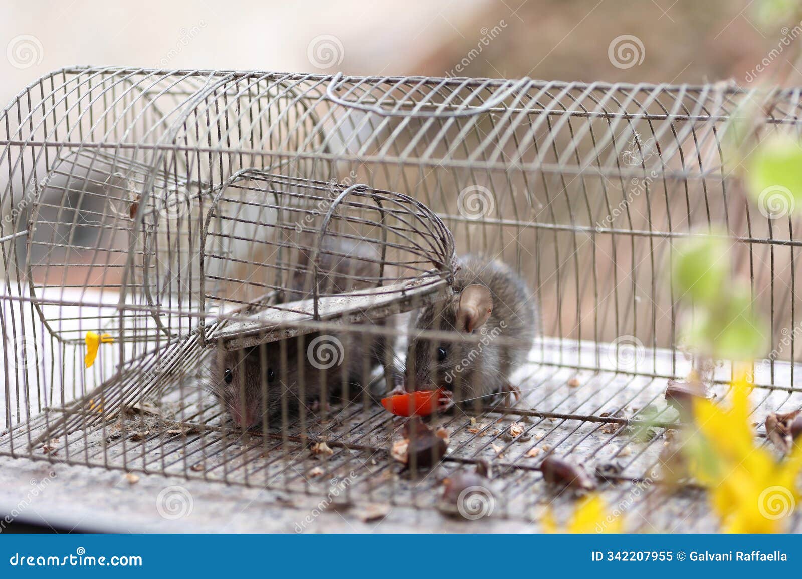 Two Mice Trapped in Old Cage Eating a Tomato Stock Image - Image of ...