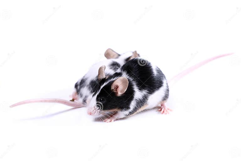 Two mice - two direction stock photo. Image of animal, guinea - 437366