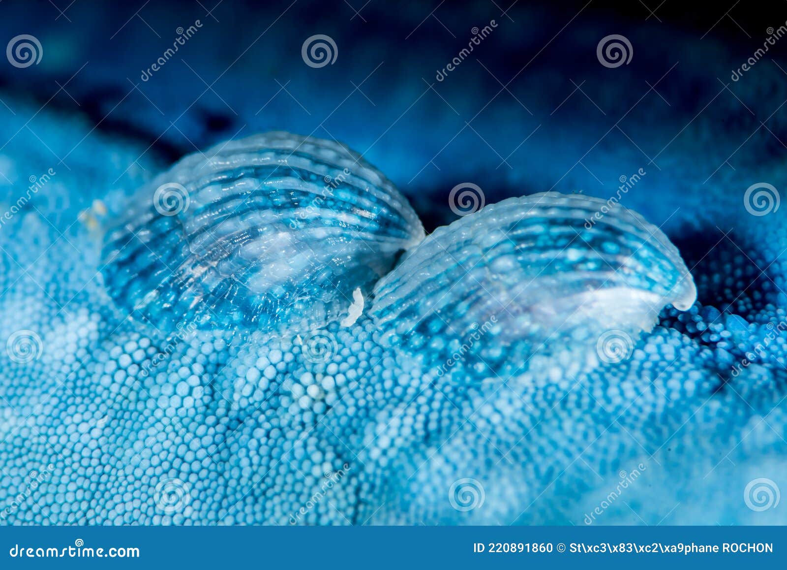 Two Microscopic Blue Seashell on a Blue Sea Star Stock Photo - Image of ...