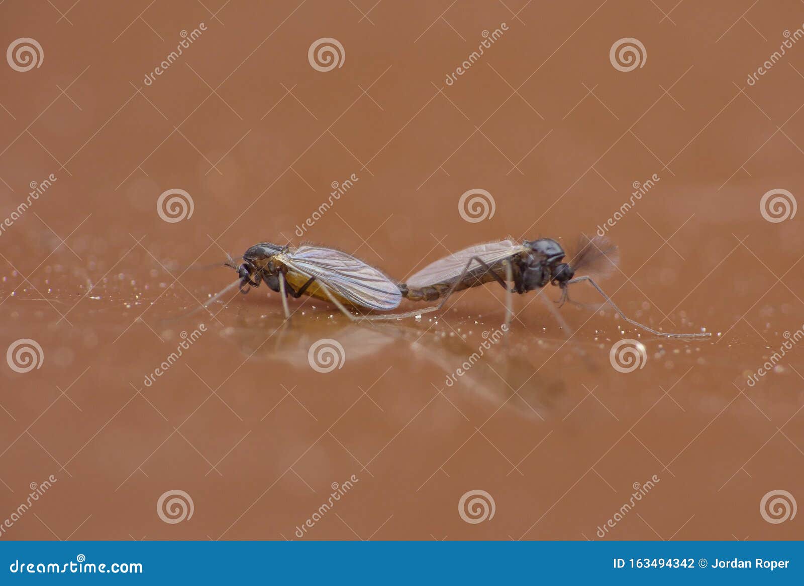 Midges stock photo. Image of midge, kingdom, entomology - 163494342