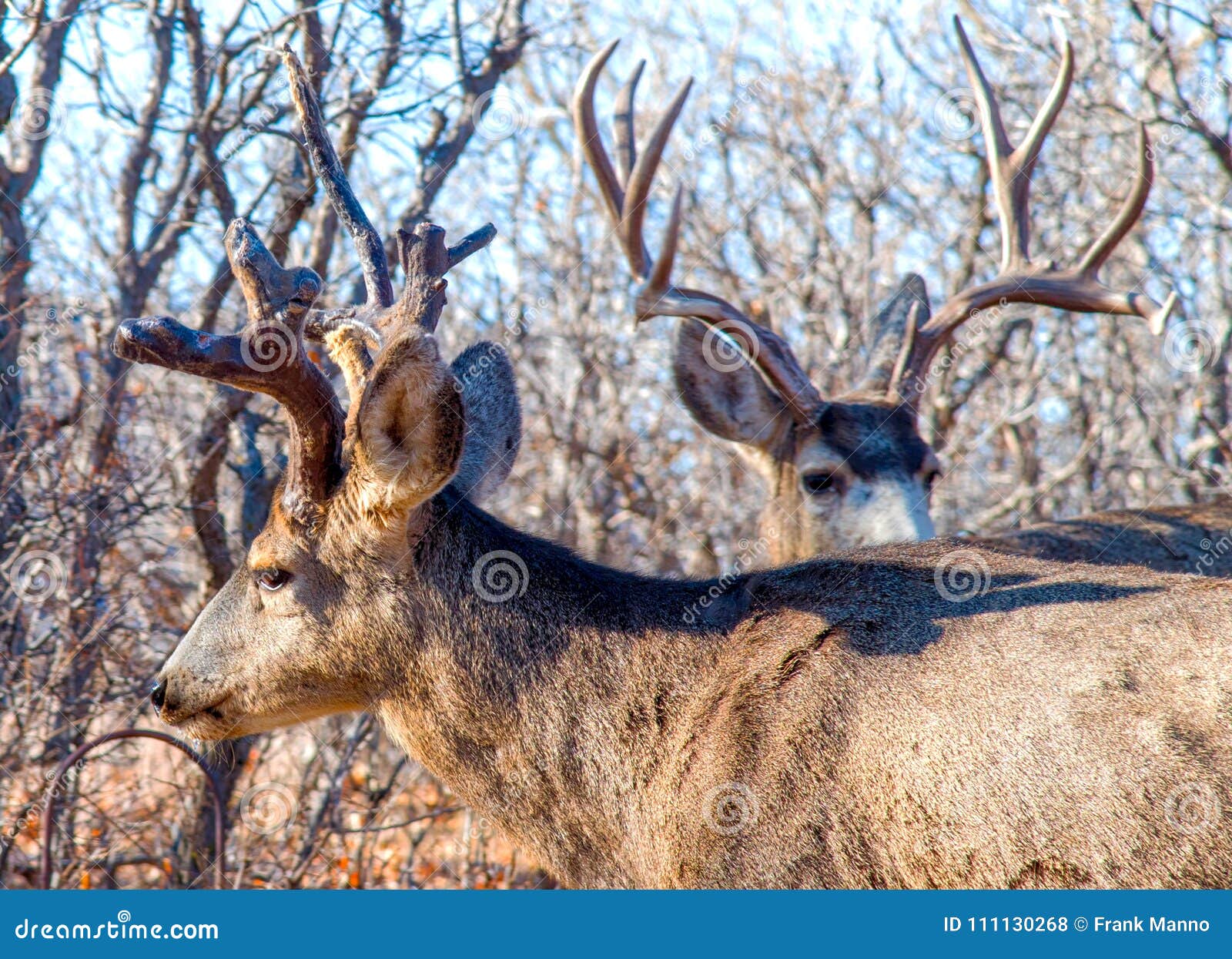 Two Mighty Bucks Deer Crossing Paths Stock Photo - Image of crossing ...
