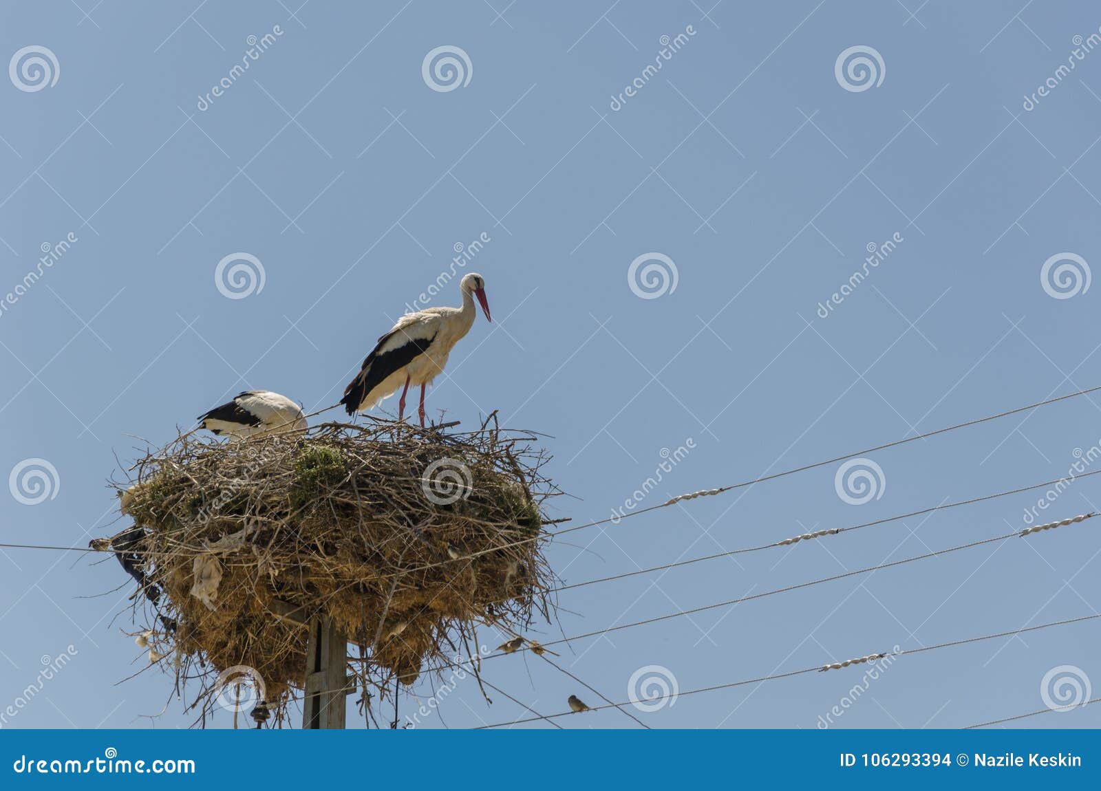 Two Migratory Birds Nesting on Electric Pole, Stork, in the Spring ...